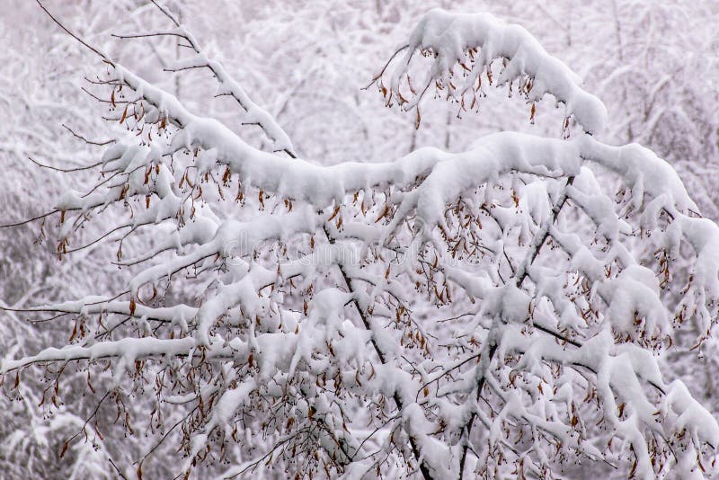 Snow on branch stock image. Image of weather, bright - 126926727