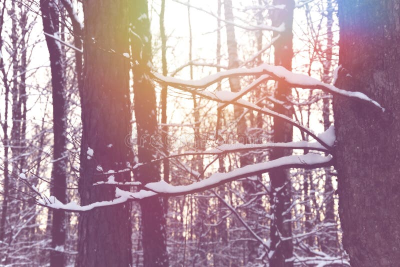 Snow on the Branch stock image. Image of forest, rays - 56078091