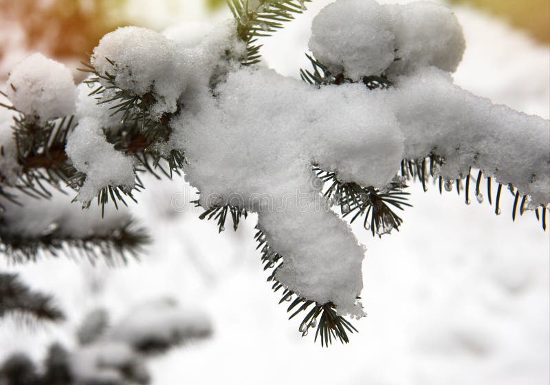 Snow on a Branch in Winter. Close-up Stock Image - Image of light, copy ...