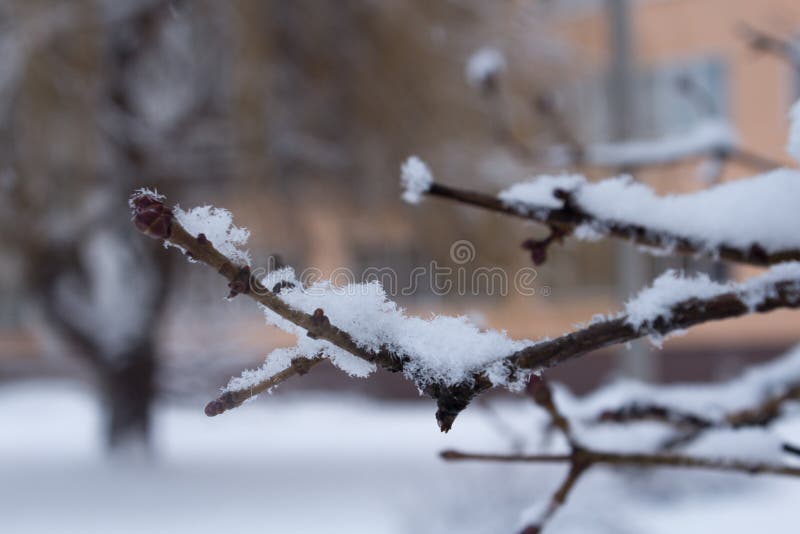 Snow on the branch stock image. Image of backgrounds - 109991967