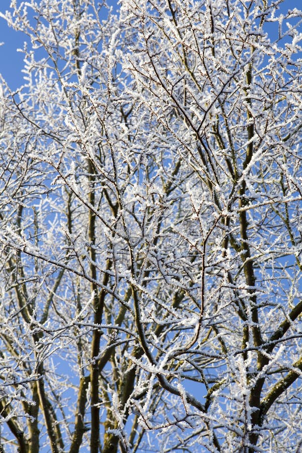 Snow on Branches stock image. Image of branch, tree - 131526473