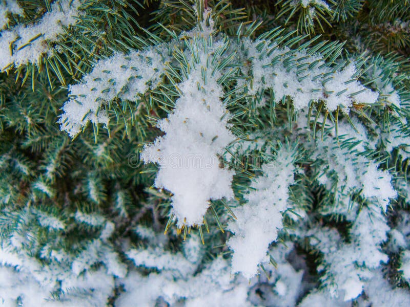Snow on the Branches of Blue Spruce. Stock Photo - Image of forest ...