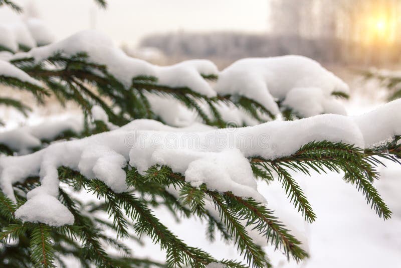 Snow on the Branches of the Christmas Tree Stock Photo - Image of ...