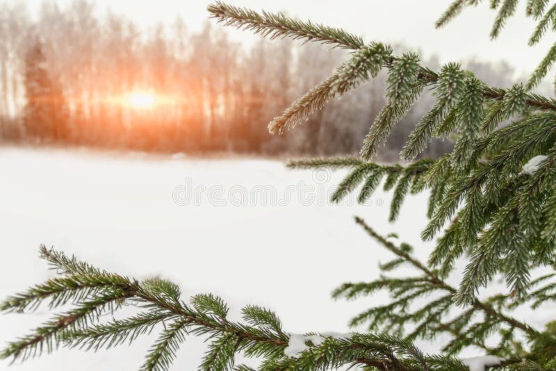 Snow on the Branches of the Christmas Tree Stock Photo - Image of ...