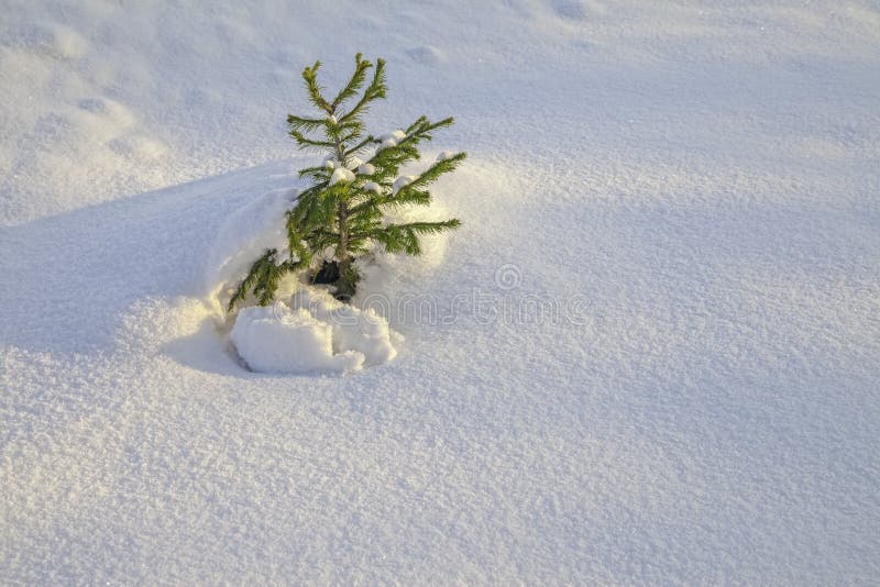 Fresh Snow Surface and Small Christmas Tree Stock Image - Image of ...