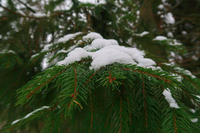 Snow on the Branches of a Christmas Tree Stock Image - Image of twig ...