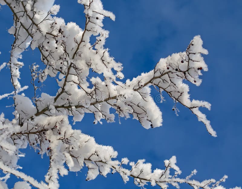 Snow on the branches stock image. Image of blue, cold - 164474179