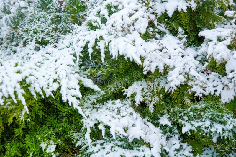 Snow on the Branches of a Cypress Fir Tree Stock Photo - Image of ...