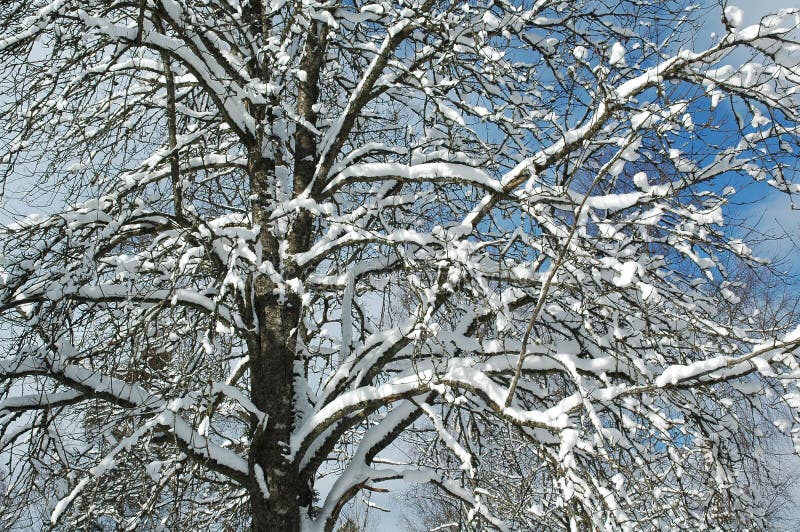 Snow on Branches II stock image. Image of december, branch - 4096815