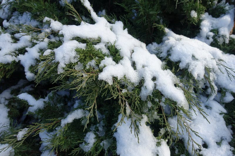 Snow on Branches of Juniper Stock Image - Image of needle, branch ...