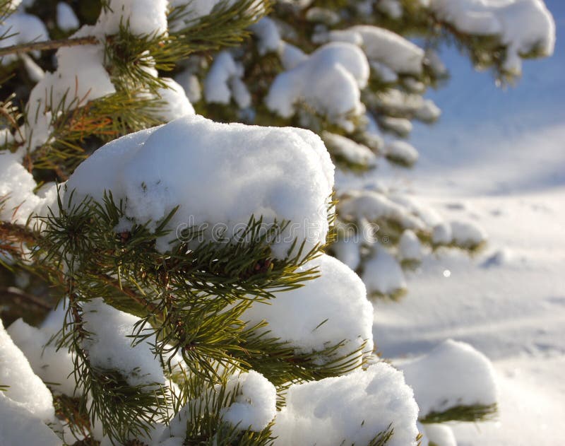 Snow On Branches Of A Pine Picture. Image: 4773894