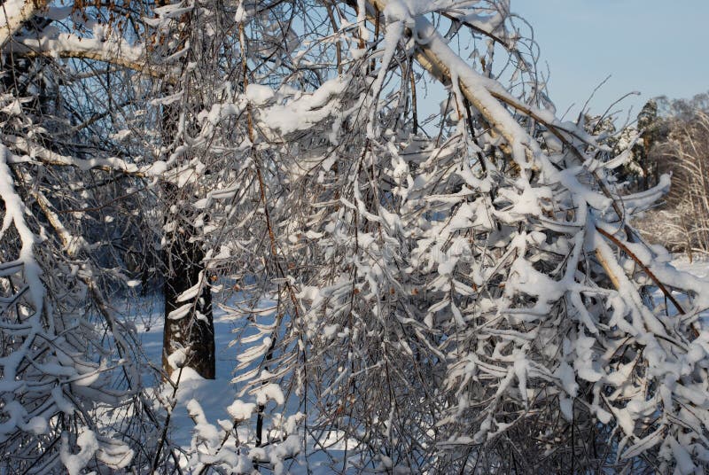 Snow on branches stock photo. Image of branches, spruces - 134803866
