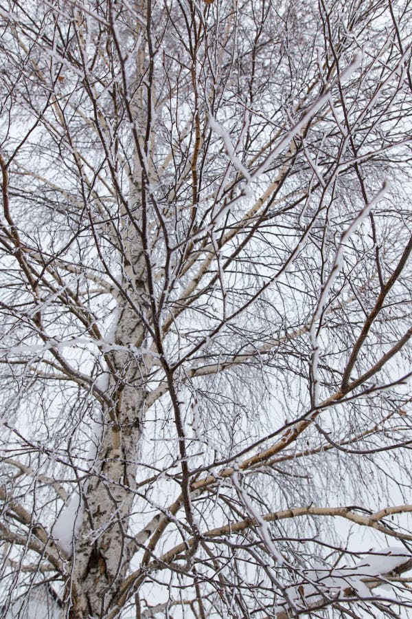 Snow on the Branches of a Tree Stock Photo - Image of white, branches ...