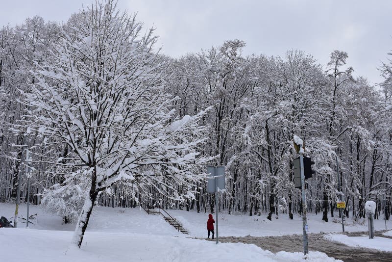 Snow is on the Branches of Trees and Deep Snow is on the Ground Stock ...