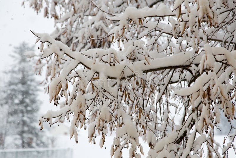 Snow Branches and Winter Background Stock Image - Image of vacations ...