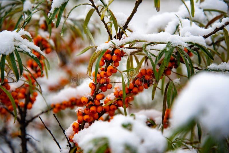 Snow-buckthorn Berries on Branches Covered with Snow. Snow Covered ...