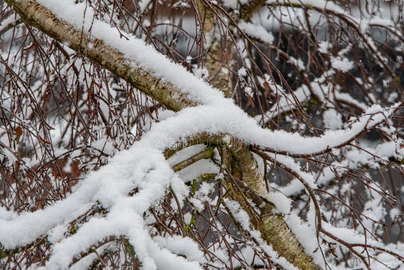 Snow Building Up on Branches and Leaves Stock Image - Image of ...