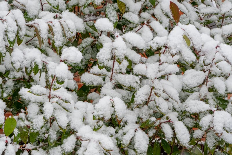 Snow Building Up on Branches and Leaves Stock Image - Image of ...