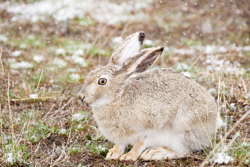 Bunny stock image. Image of rabbit, hare, winter, outdoors - 2121919