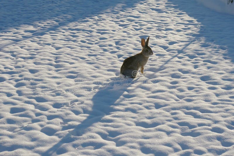 Snow Bunny stock photo. Image of outdoors, animal, background - 7637016