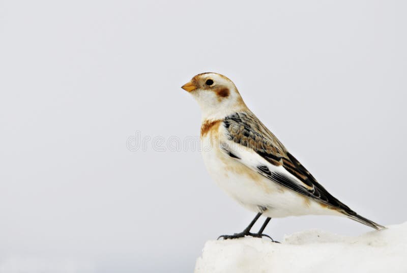 Snow Bunting stock image. Image of feather, great, flight - 58277415