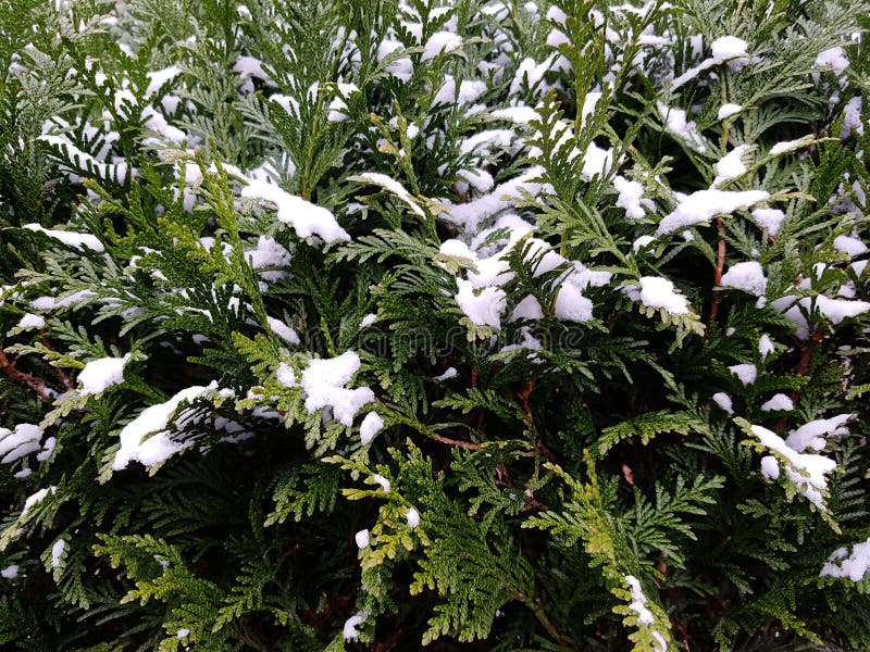 Snow bush in the city stock photo. Image of frozen, winter - 139618660