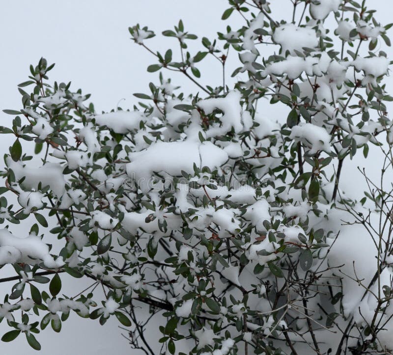 Snow on Bush stock photo. Image of january, bush, snowflakes - 36422816