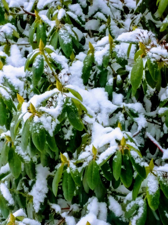 Snow capped bush stock photo. Image of snow, morning - 129829798