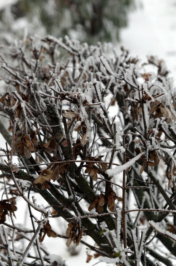 Snow on a bush stock image. Image of natural, landscape - 264824939