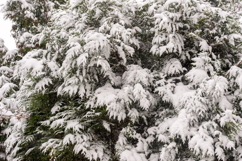 Snow on bushes stock image. Image of tree, foliage, holiday - 63149751