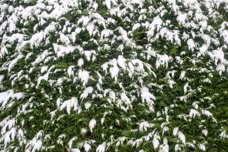 Snow on bushes stock image. Image of foliage, christmas - 63149801