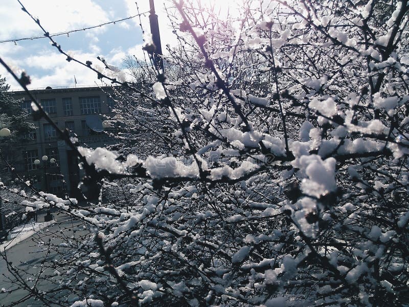 Almost spring stock image. Image of bushes, snow, melting - 116393647