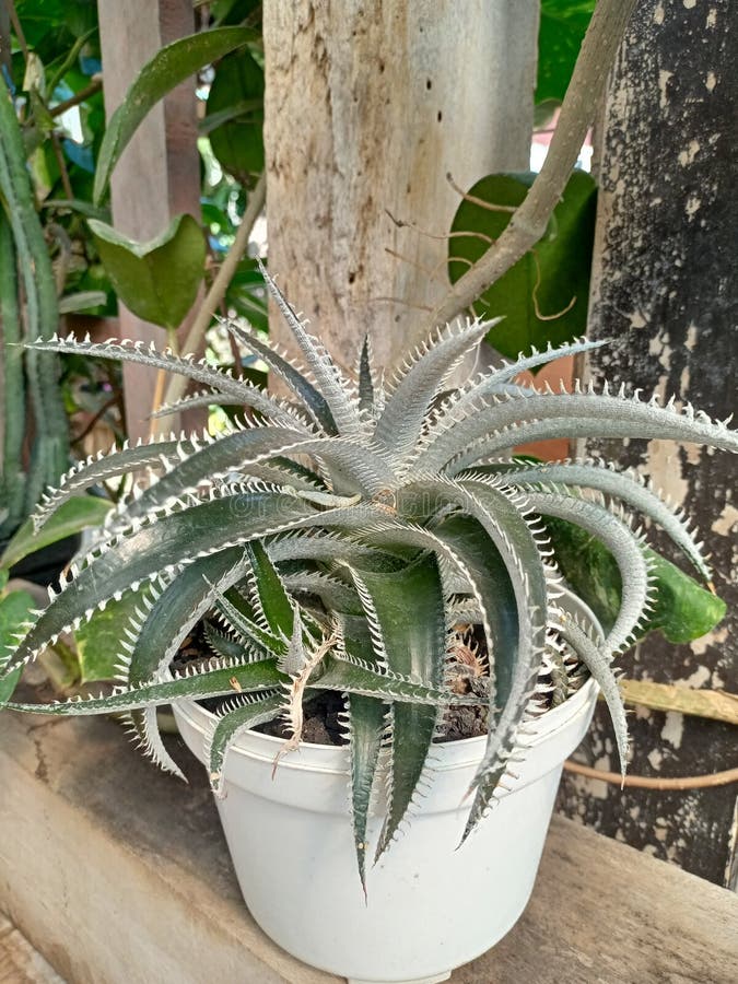 Snow Cactus stock photo. Image of winter, bush, plant - 1831322