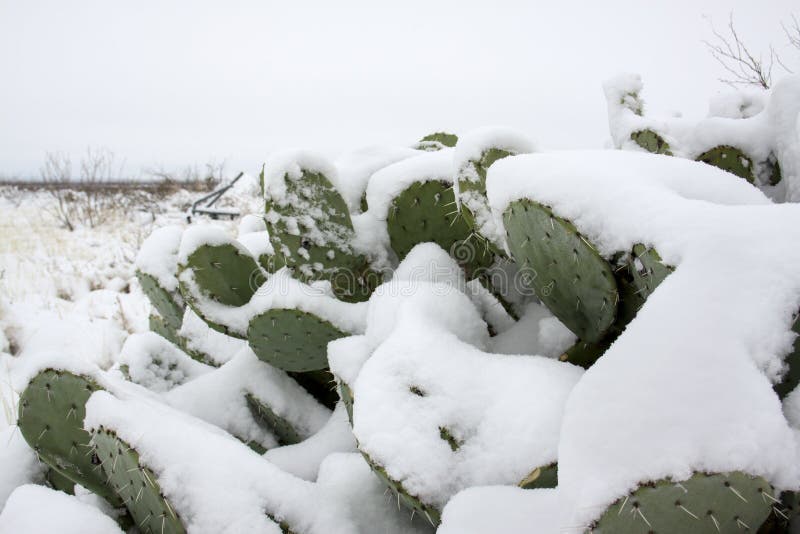 Snow on a Cactus stock image. Image of frost, sonoran - 41544573
