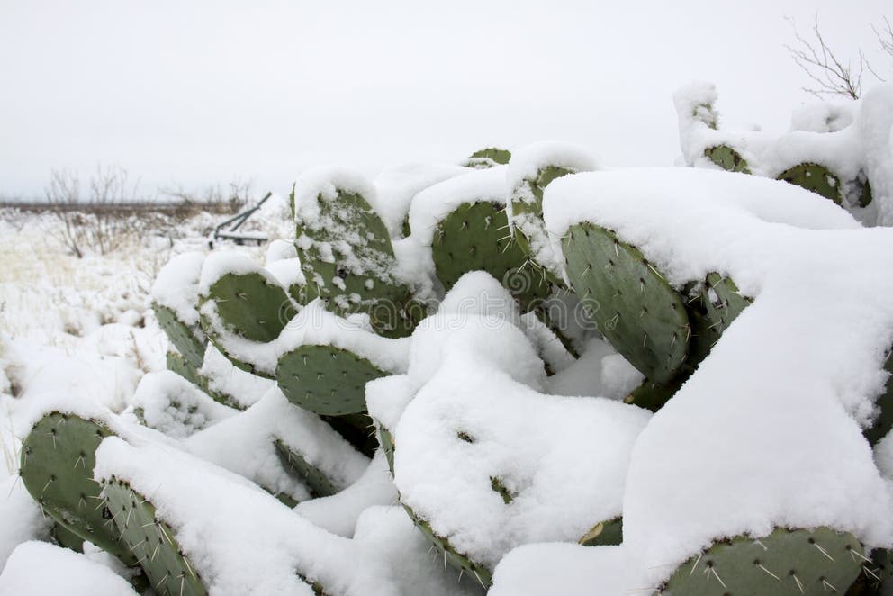 Snow on a Cactus stock image. Image of frost, sonoran - 41544573