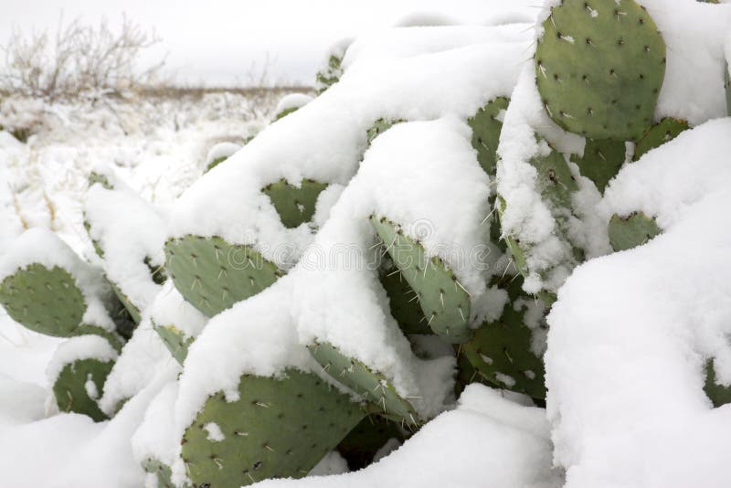 Snow-covered cactus stock image. Image of snow, white - 10374089