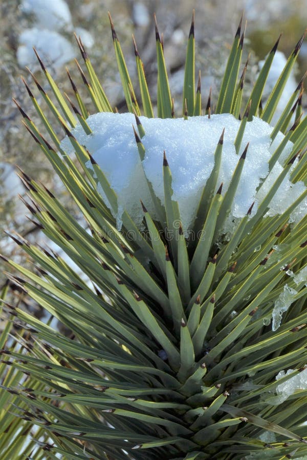 Snow Cactus stock photo. Image of outdoors, beautiful - 85393682