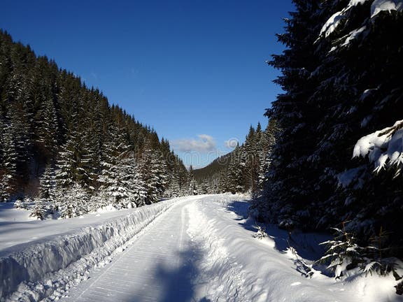 Snow Calamity on Forest Road Stock Image - Image of snowy, blizzard ...