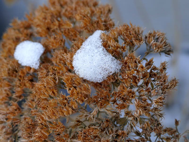 Snow Cap on Orpine Stonecrop in Winter Stock Image - Image of winter ...