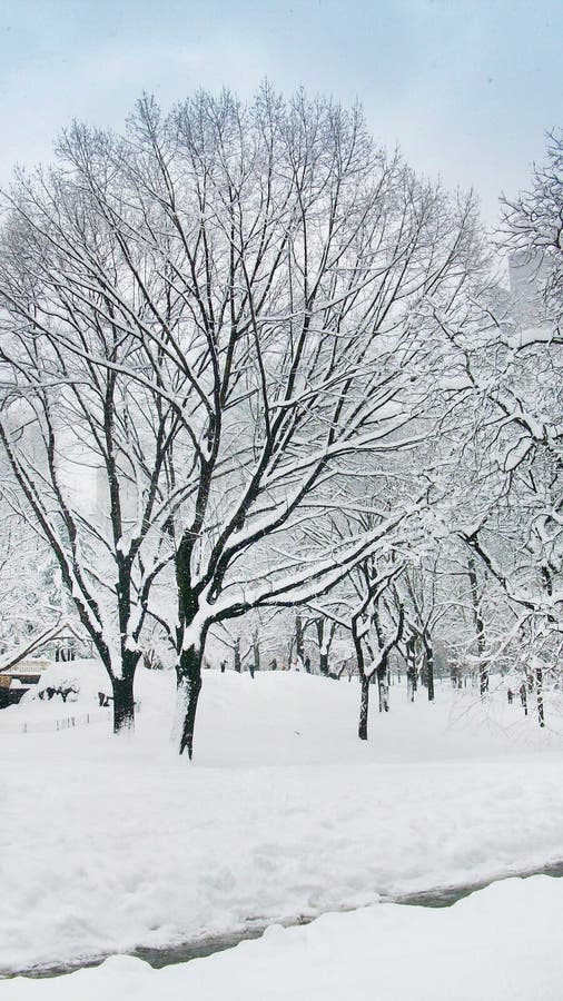 Snow Cap Trees in Central Park New York Stock Image - Image of trees ...