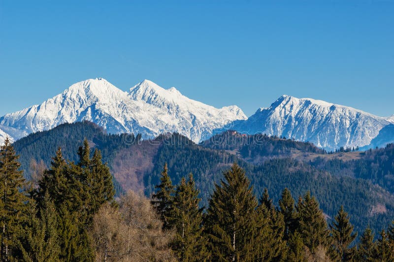 Snow-capped Alps with Spruce Tree Forest in Front Stock Image - Image ...