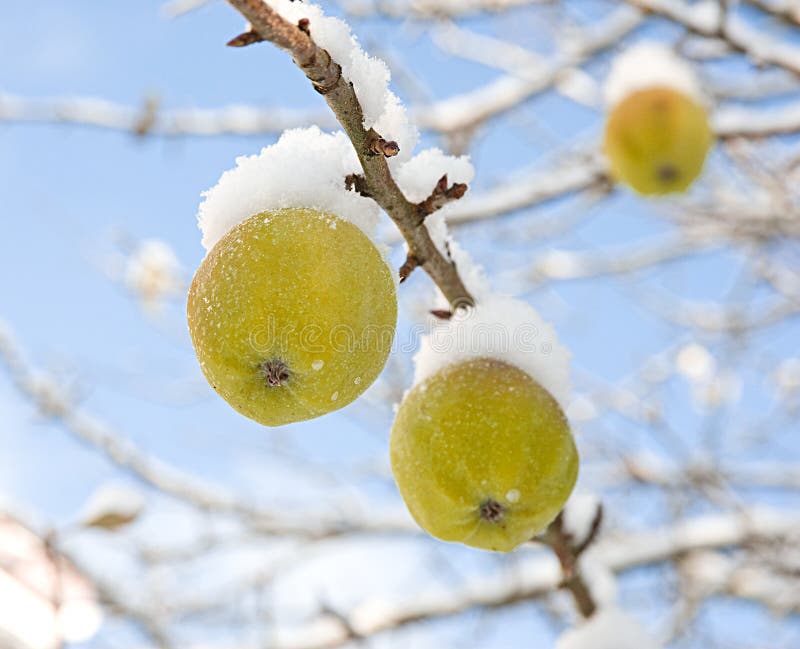 Snow capped apples. stock photo. Image of capped, global - 17200914
