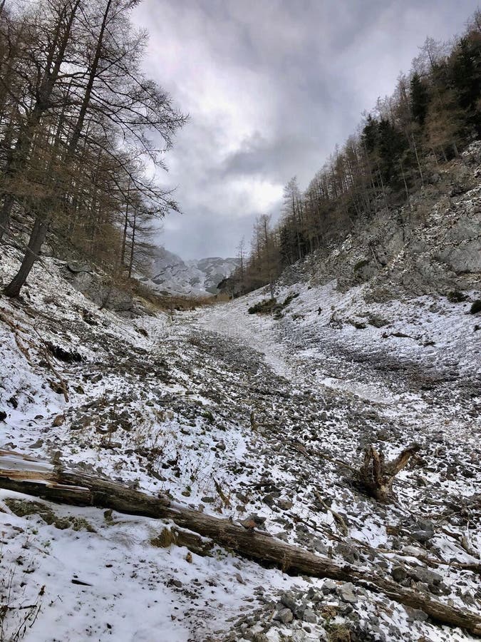 A Snow Capped Lane in the Forest Stock Image - Image of mountain ...