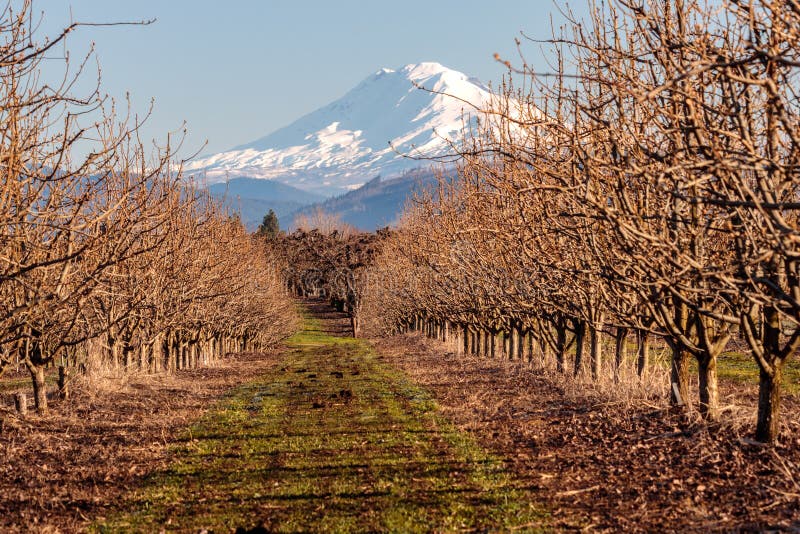 Snow Capped Mountain in Oregon Stock Image - Image of forest, northern ...