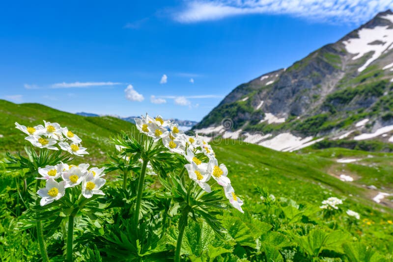 The Snow-capped Mountain Peaks in the Tropical Forest. Stock Photo ...