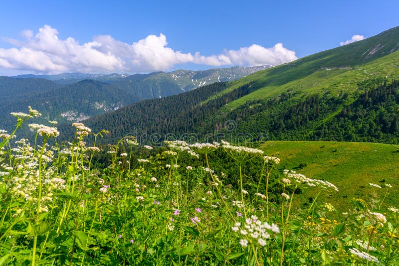 The Snow-capped Mountain Peaks in the Tropical Forest. Stock Photo ...