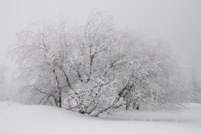 Tree in a blizzard stock image. Image of shape, blizzard - 21877057