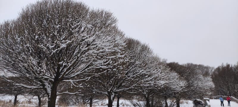 Snow-capped Trees by the River Stock Photo - Image of blizzard, spring ...