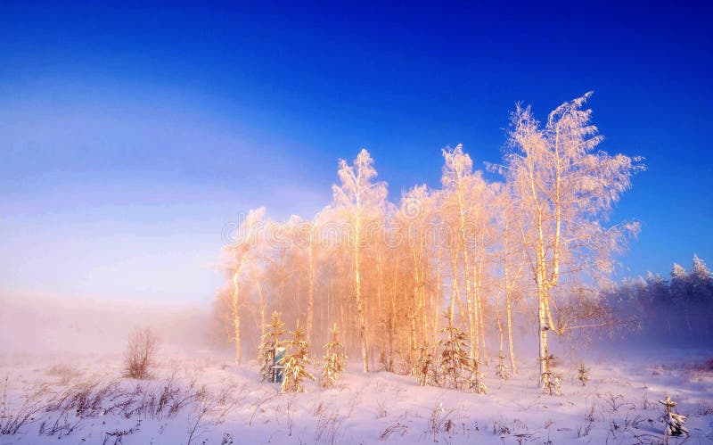 Snow-capped Trees Under the Blue Sky Stock Image - Image of seasonal ...