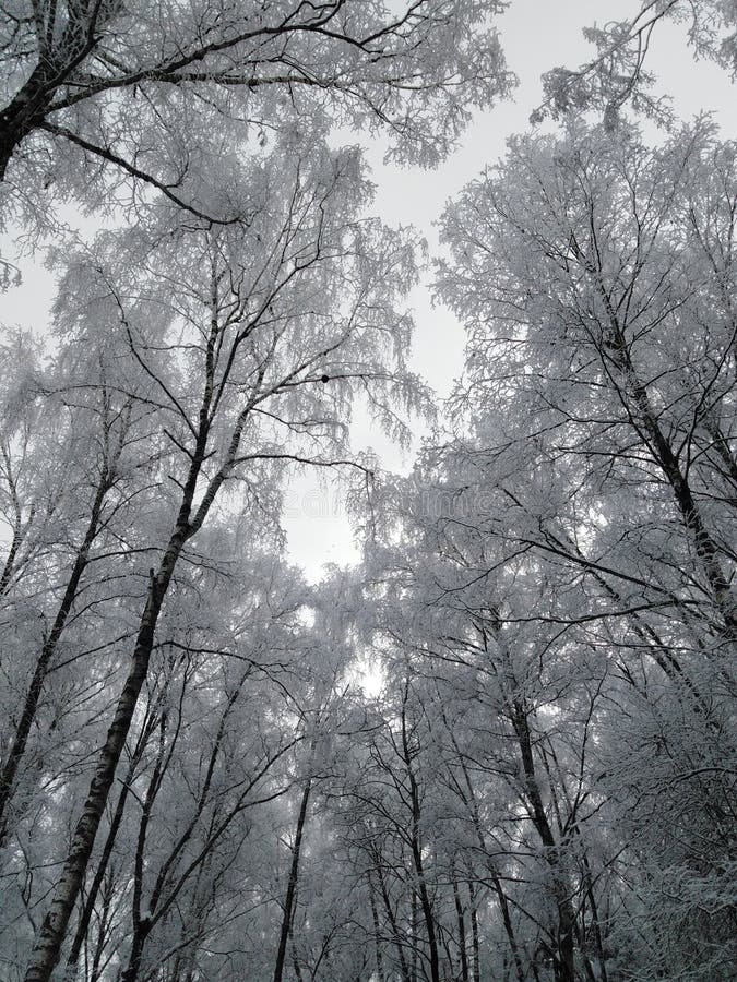 Snow-capped Treetops in a Fairy-tale Forest. Stock Image - Image of ...